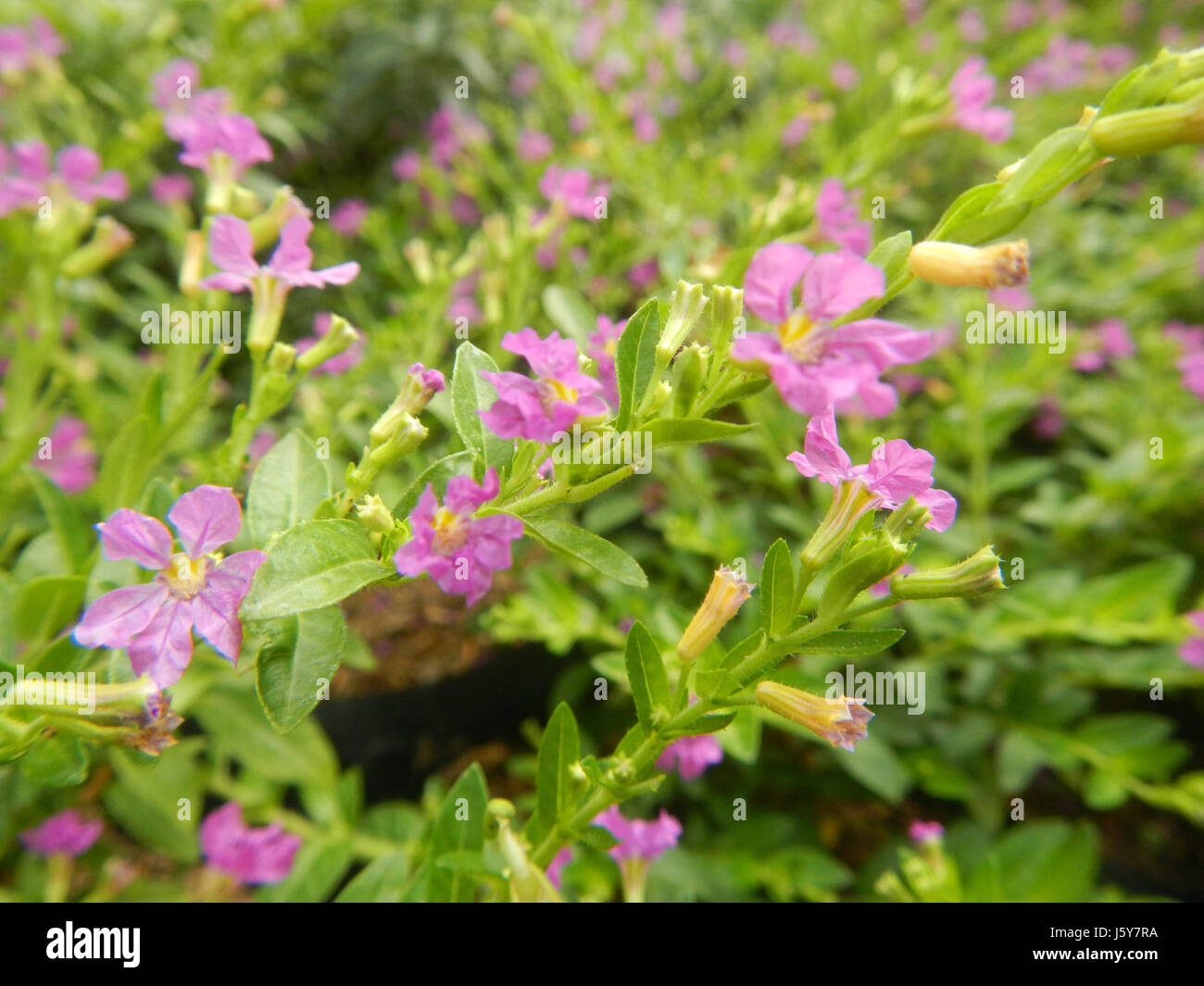 03281 PInk flowers in the Philippines Baliuag, Bulacan 21 Stock Photo ...