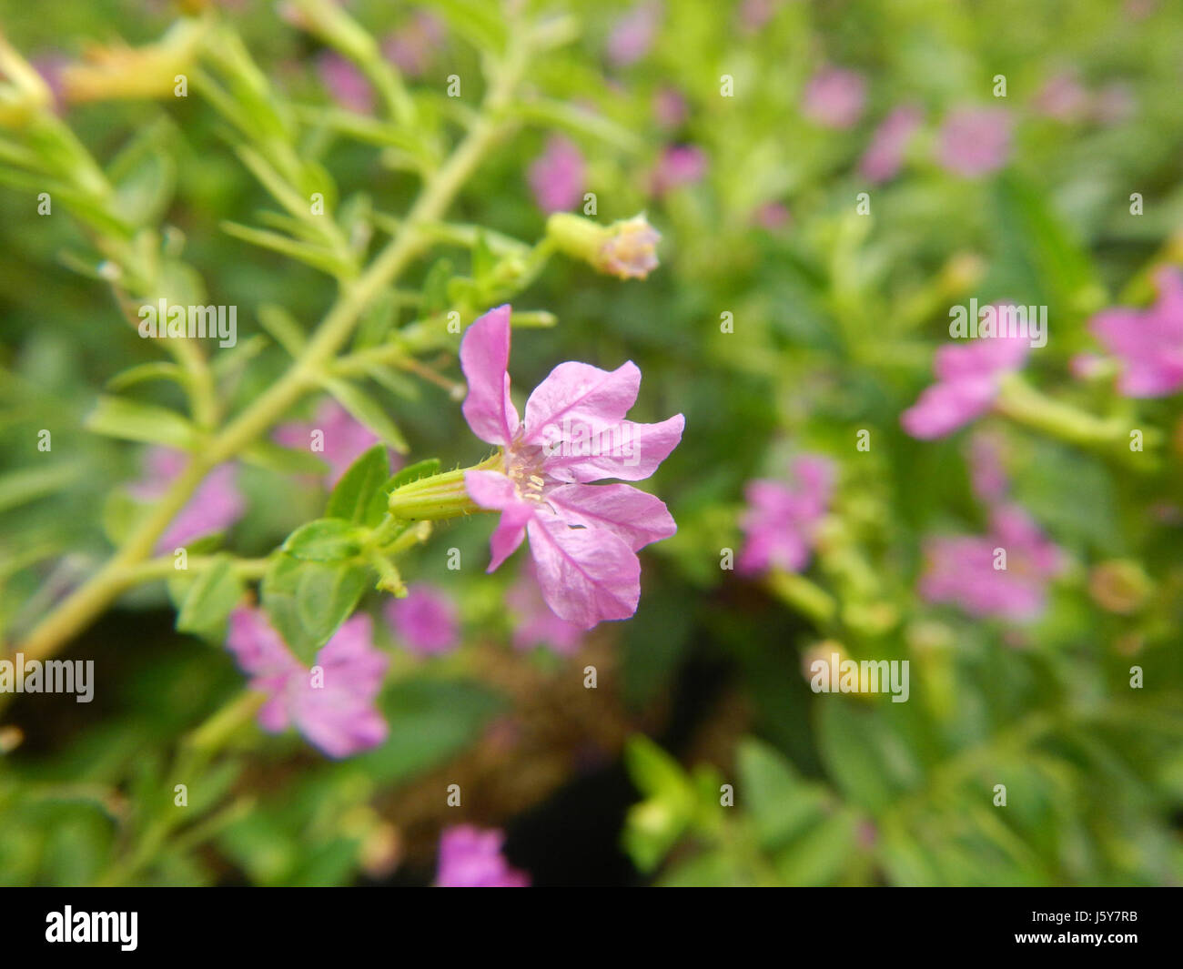 This image captures pink flowers in Baliuag, Bulacan, located in the ...