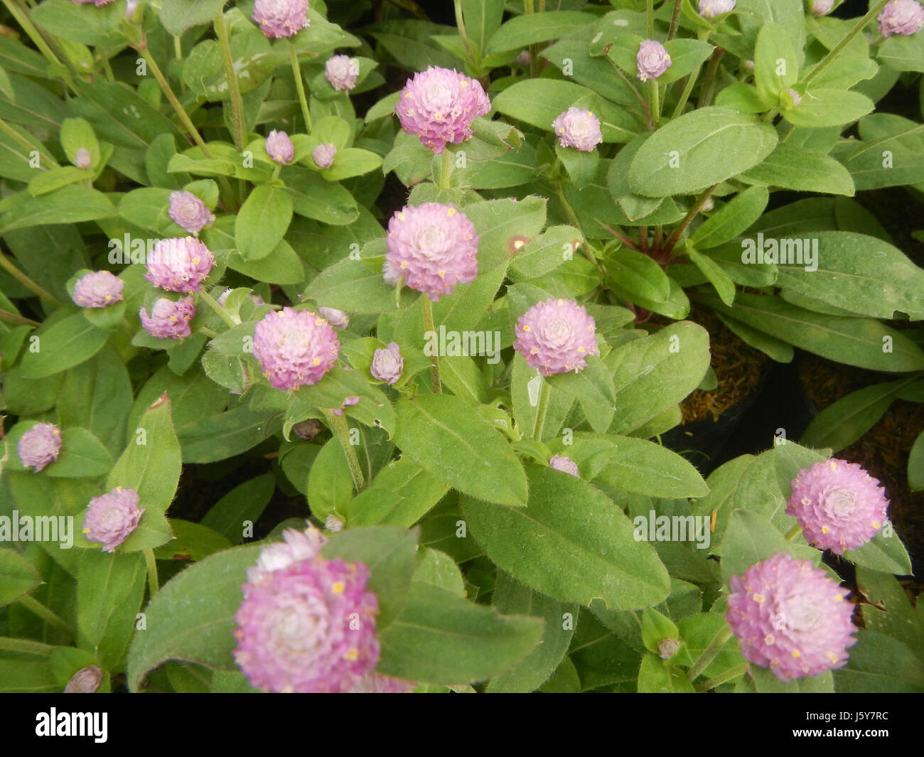 03281 PInk flowers in the Philippines Baliuag, Bulacan 23 Stock Photo ...