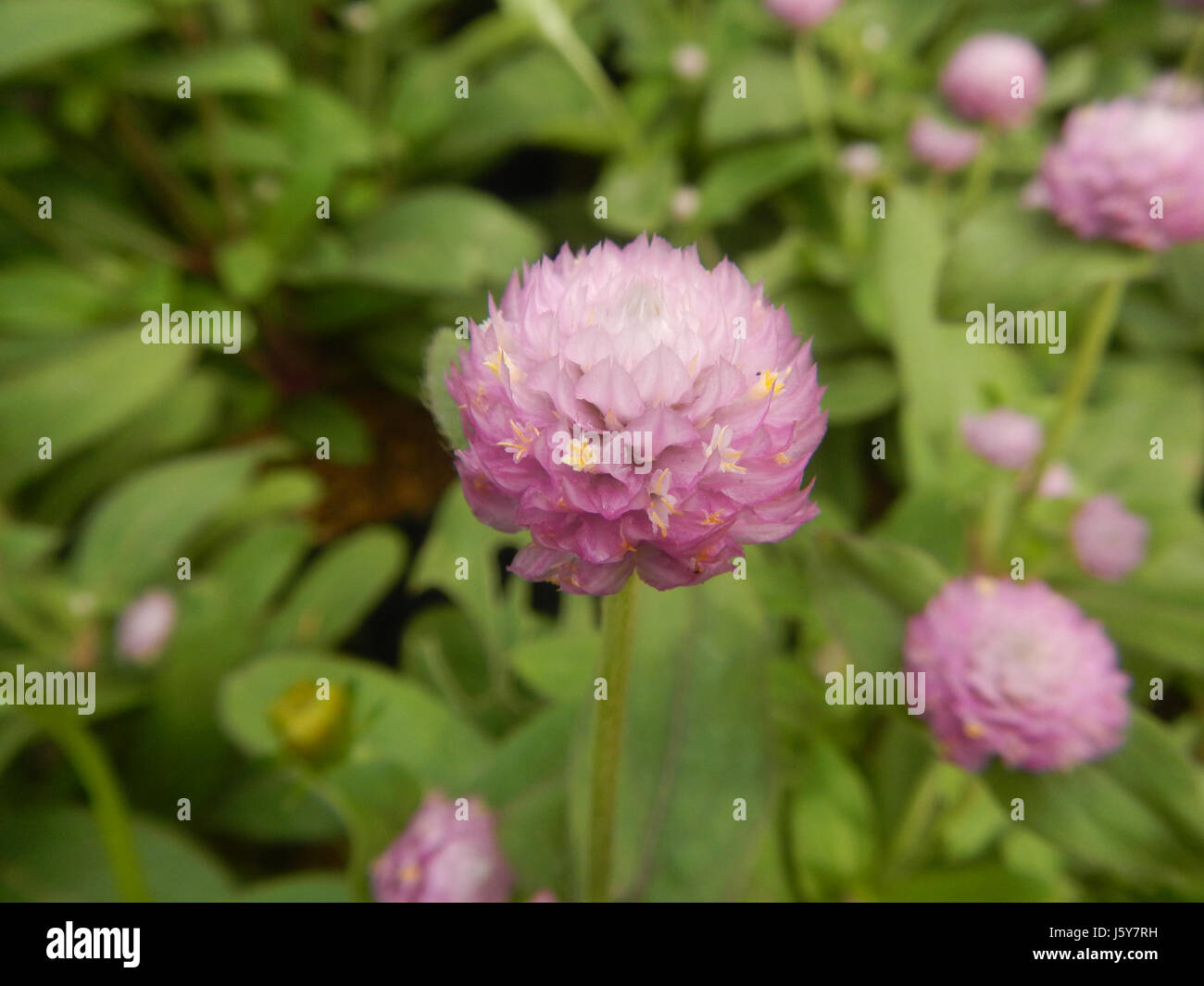 The image of pink flowers in Baliuag, Bulacan, Philippines, showcases ...