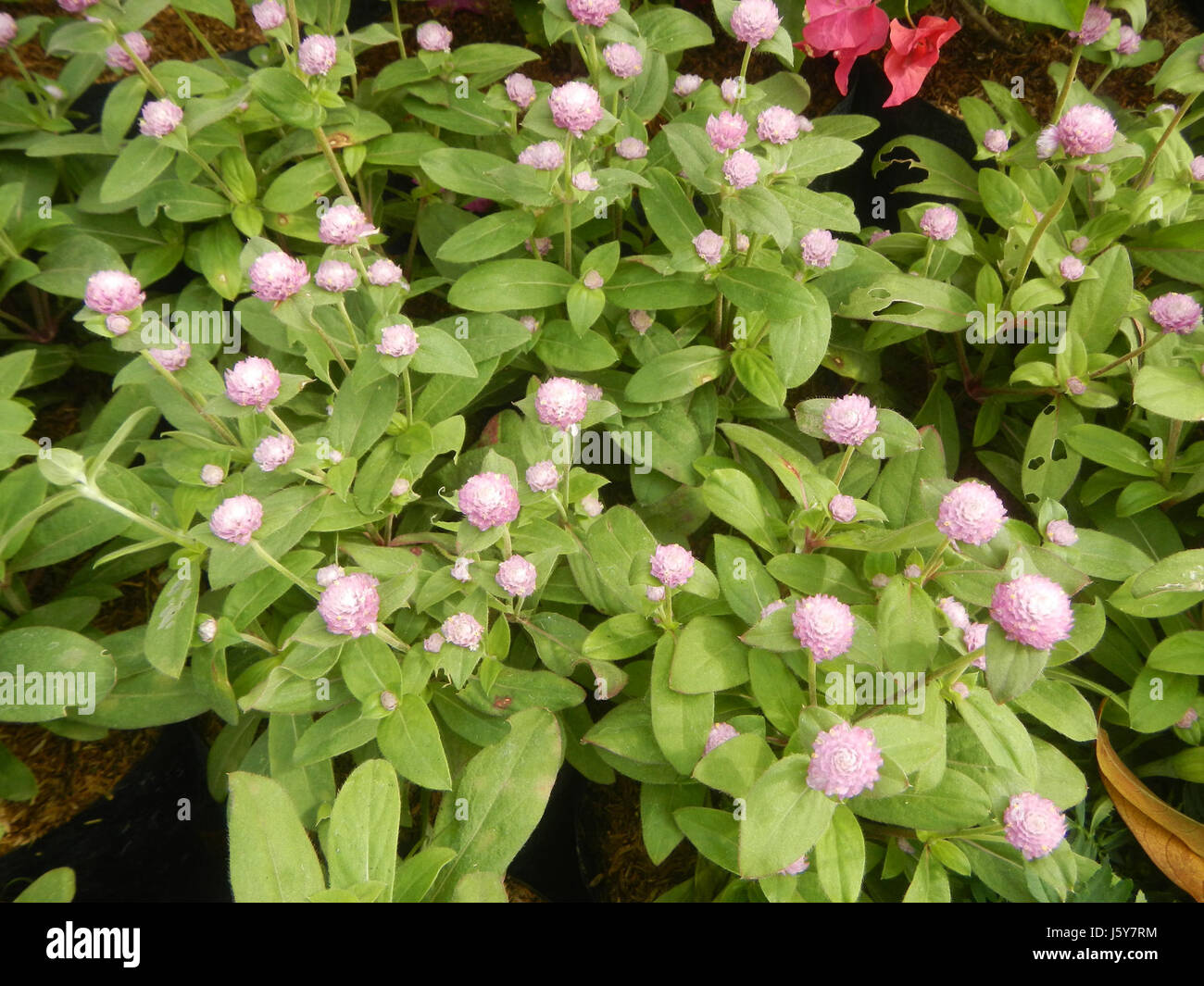 This image depicts pink flowers in Baliuag, Bulacan, Philippines. The ...
