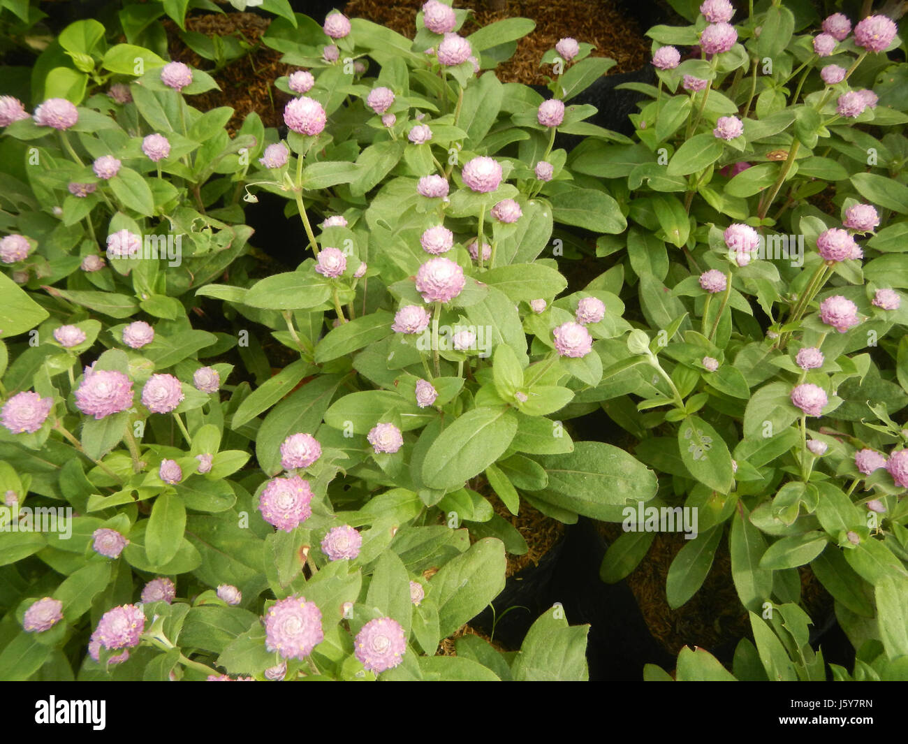 This image captures a vibrant display of pink flowers in Baliuag ...