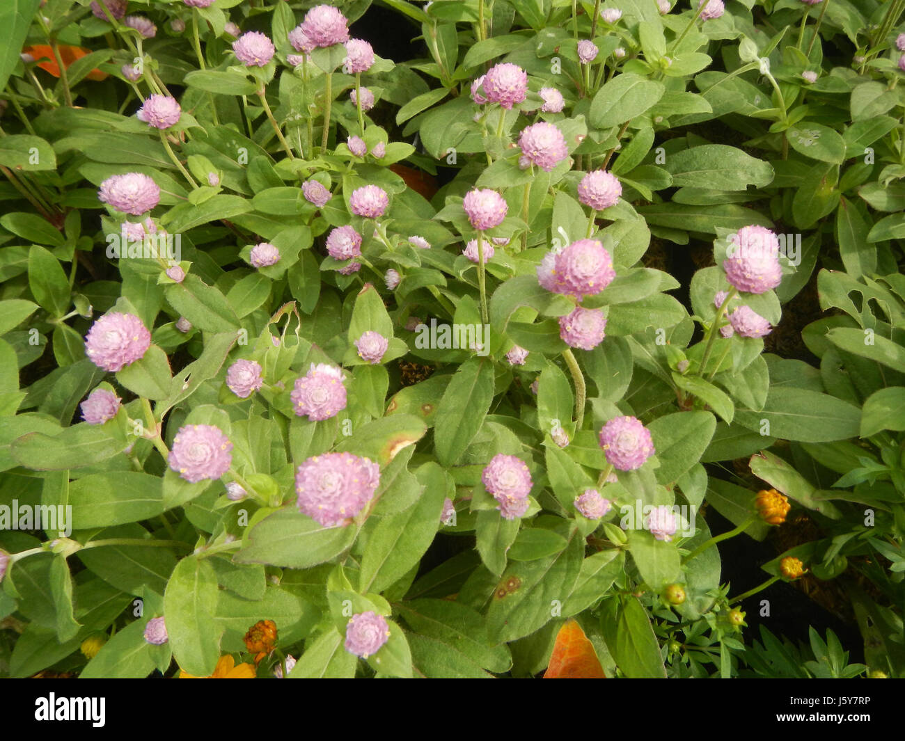 03281 PInk flowers in the Philippines Baliuag, Bulacan 33 Stock Photo ...