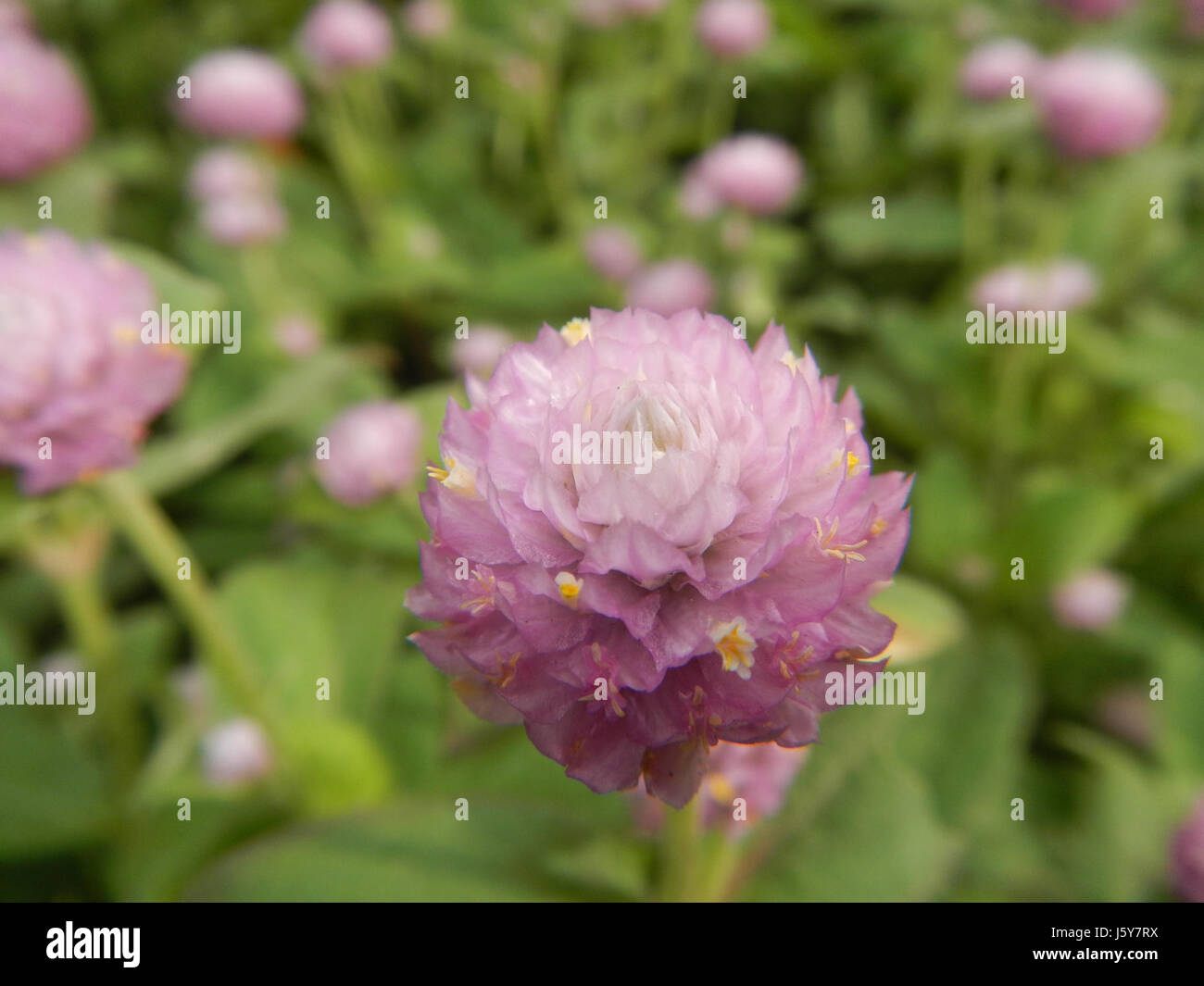 03281 PInk flowers in the Philippines Baliuag, Bulacan 37 Stock Photo ...