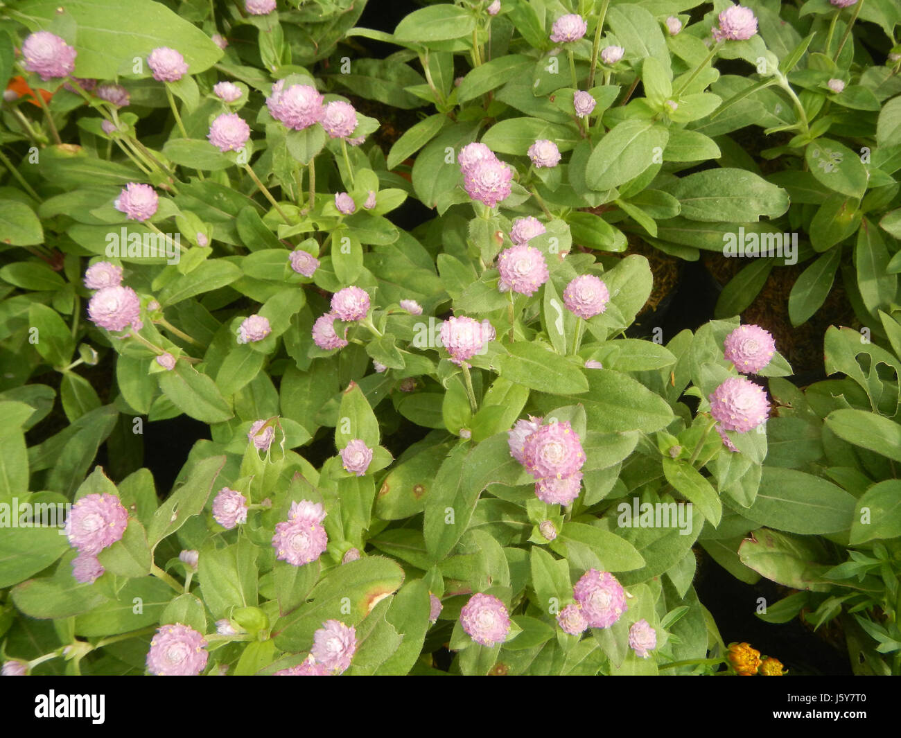 Photograph of pink flowers taken in Baliuag, Bulacan, Philippines ...