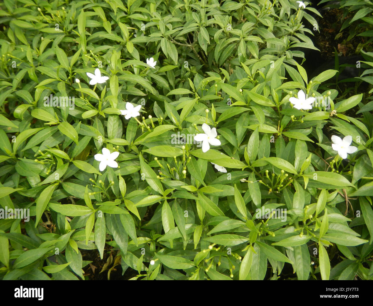 The Dwarf Tabernaemontana pandacaqui, a species of flowering plant ...