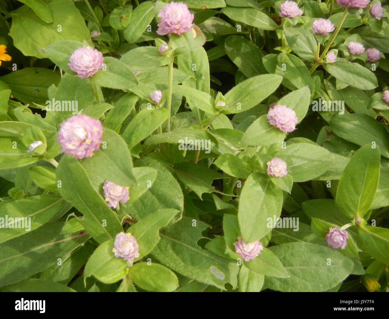 03281 PInk flowers in the Philippines Baliuag, Bulacan 42 Stock Photo ...