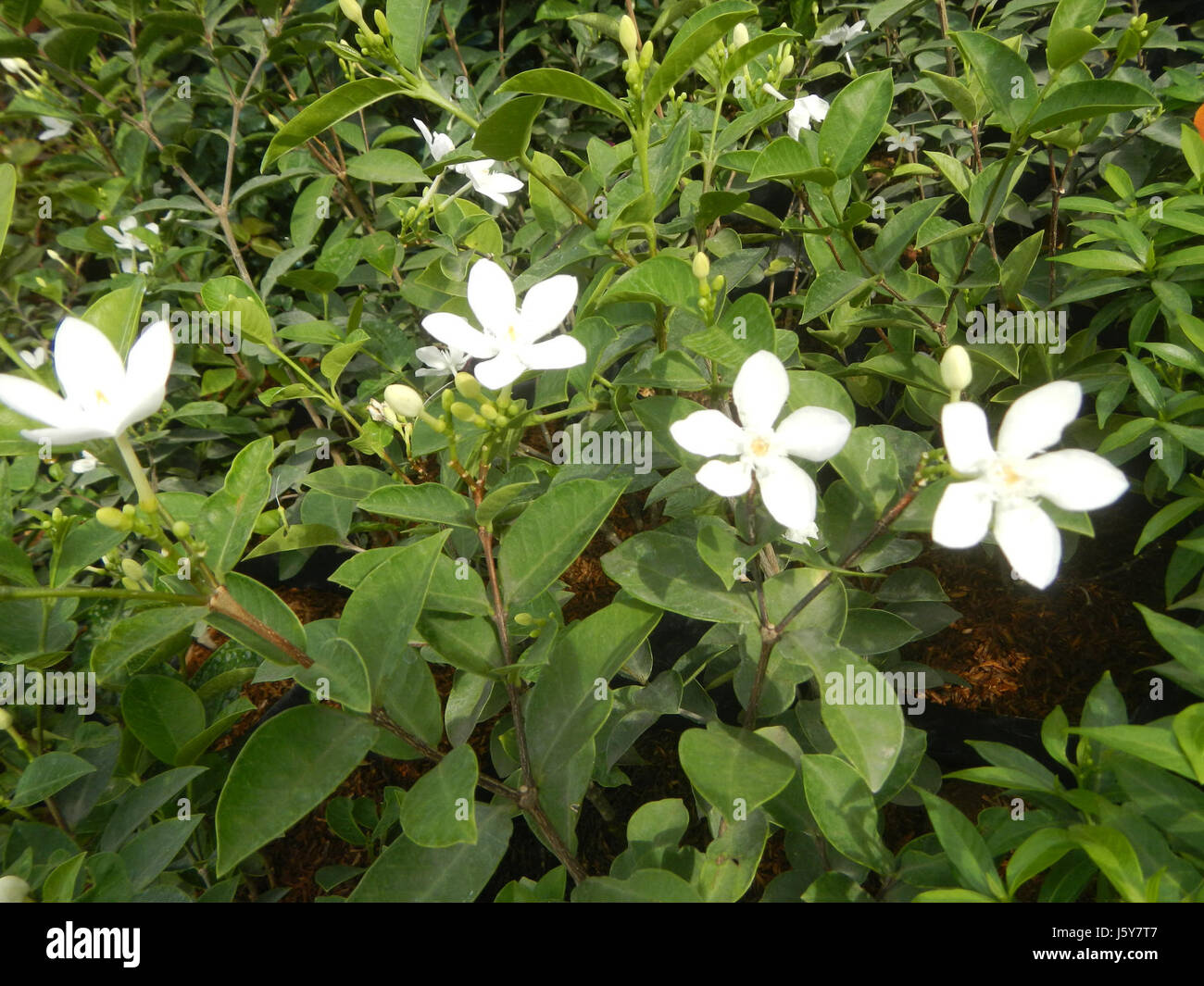 The Wrightia antidysenterica, commonly known as the White Angel plant ...
