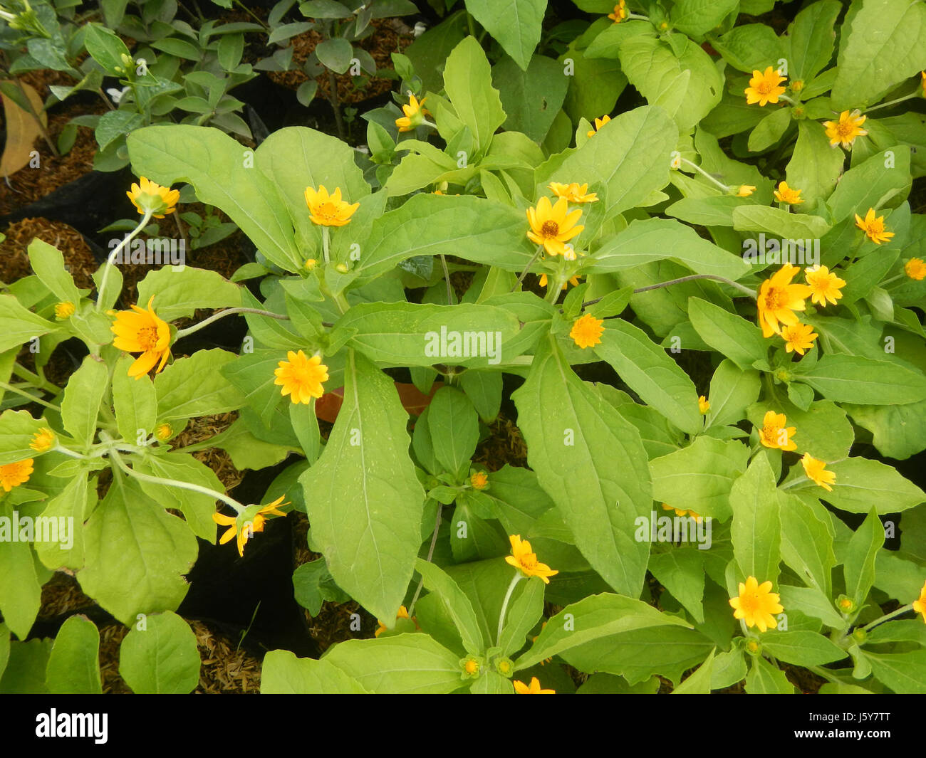 This image features *Leucanthemum vulgare*, commonly known as oxeye ...