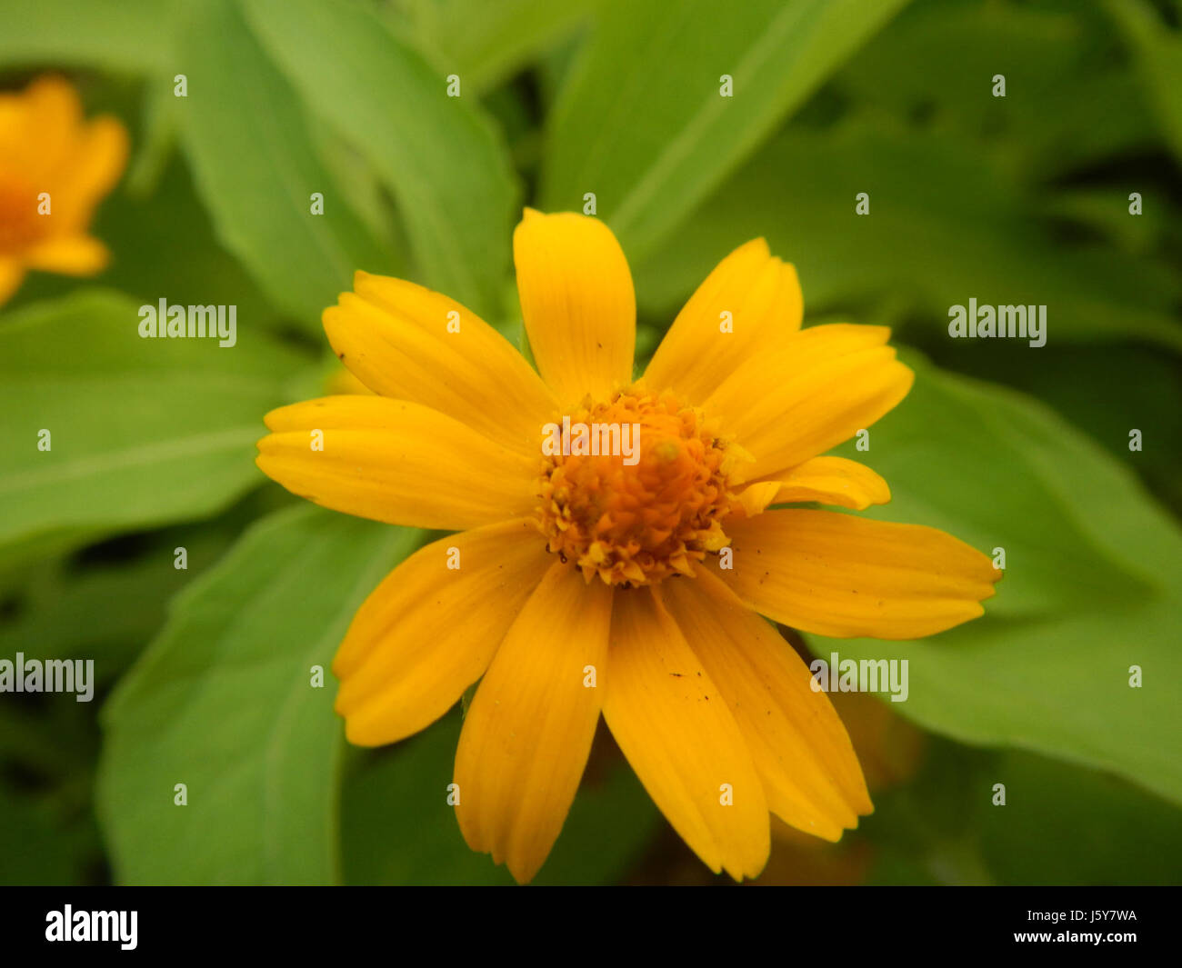 Leucanthemum vulgare, commonly known as the oxeye daisy, is a flower ...