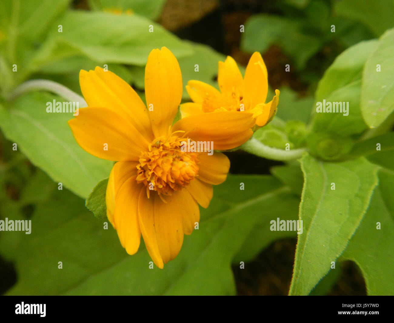 Common philippine plant hi-res stock photography and images - Alamy