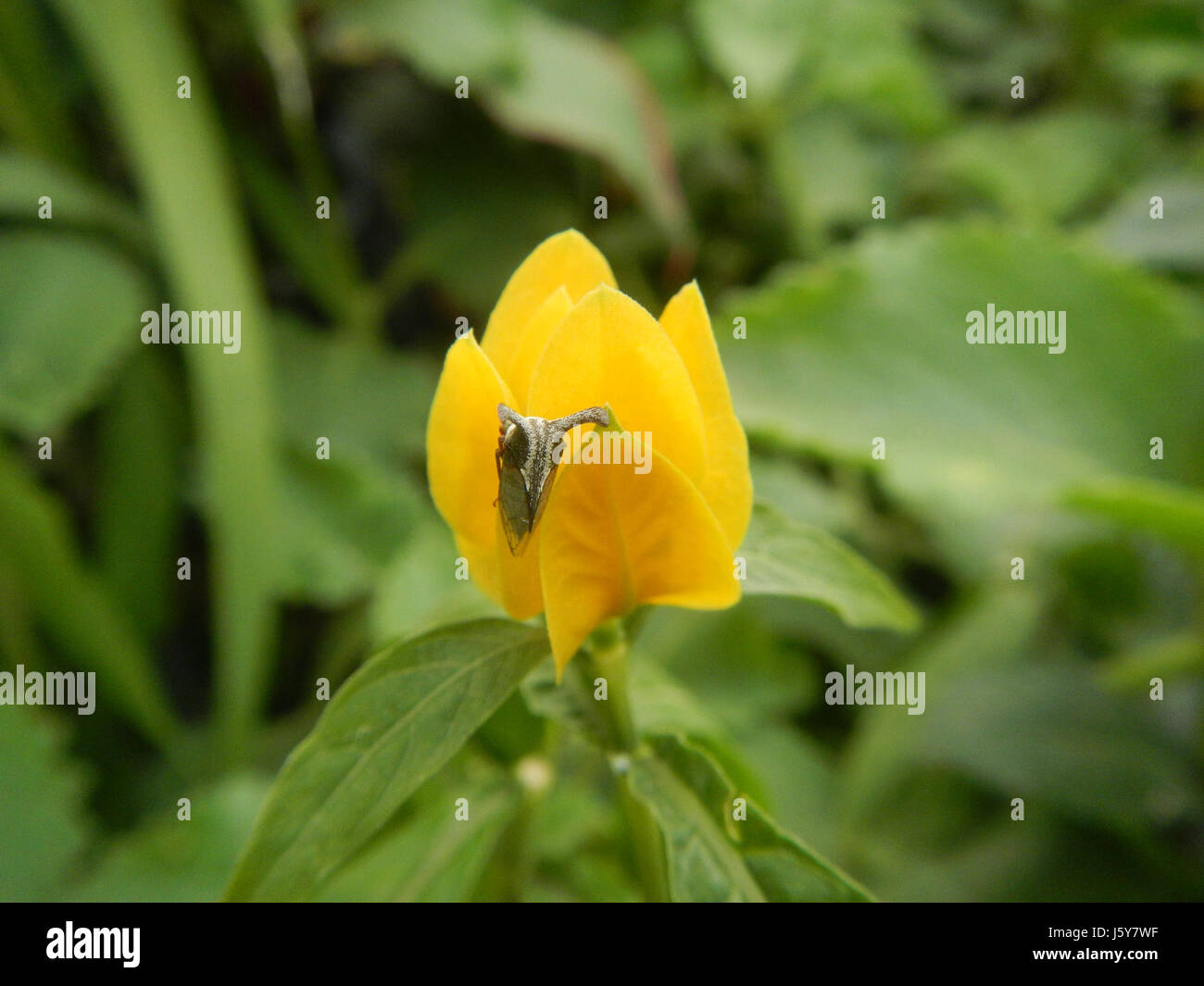 Philippine insects hi-res stock photography and images - Alamy