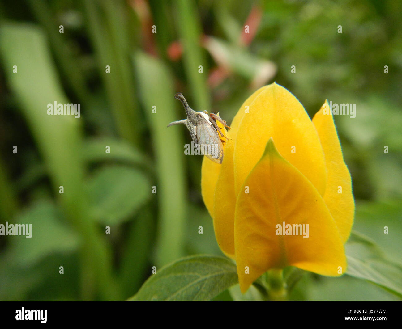 The image shows a collection of unidentified yellow flowers, alongside ...