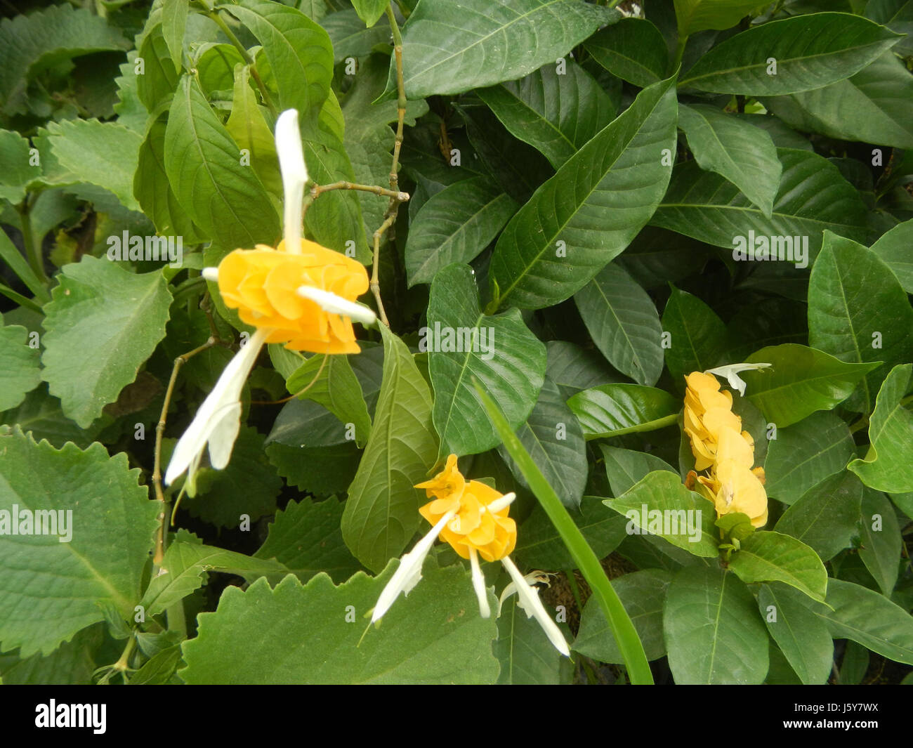 03368 Unidentified Yellow flowers insects Philippines 14 Stock Photo ...