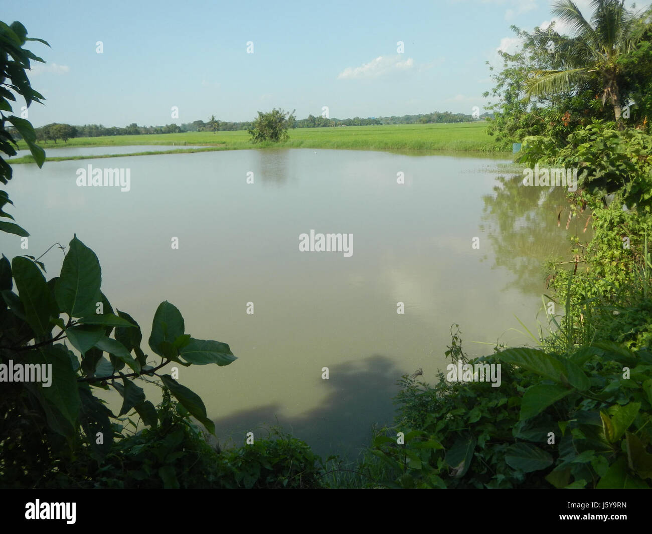 This photograph highlights a rural area in Plaridel, Bulacan, featuring ...