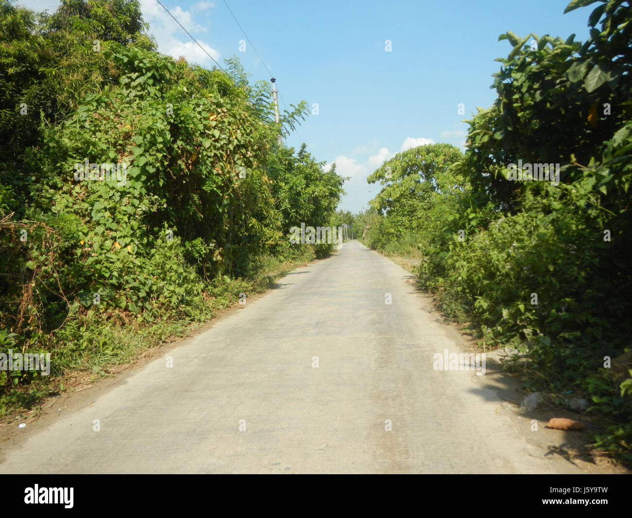 The image showcases Lagundi (Vitex negundo) plantations along the Farm ...