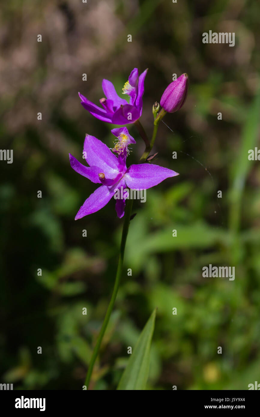Common Grass Pink Stock Photo - Alamy