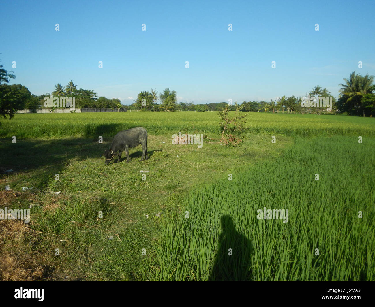 0011 Paddy fields Bagong Silang Plaridel Bulacan Farm Market Road 14 ...