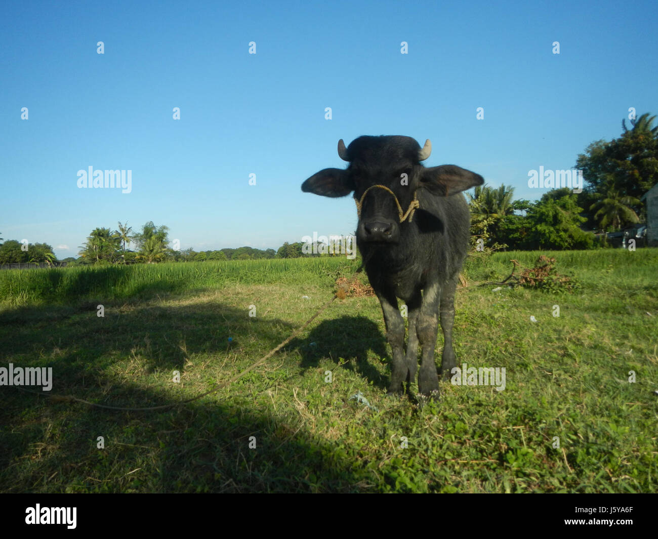 Paddy fields along Farm Market Road in Bagong Silang, Plaridel, Bulacan ...