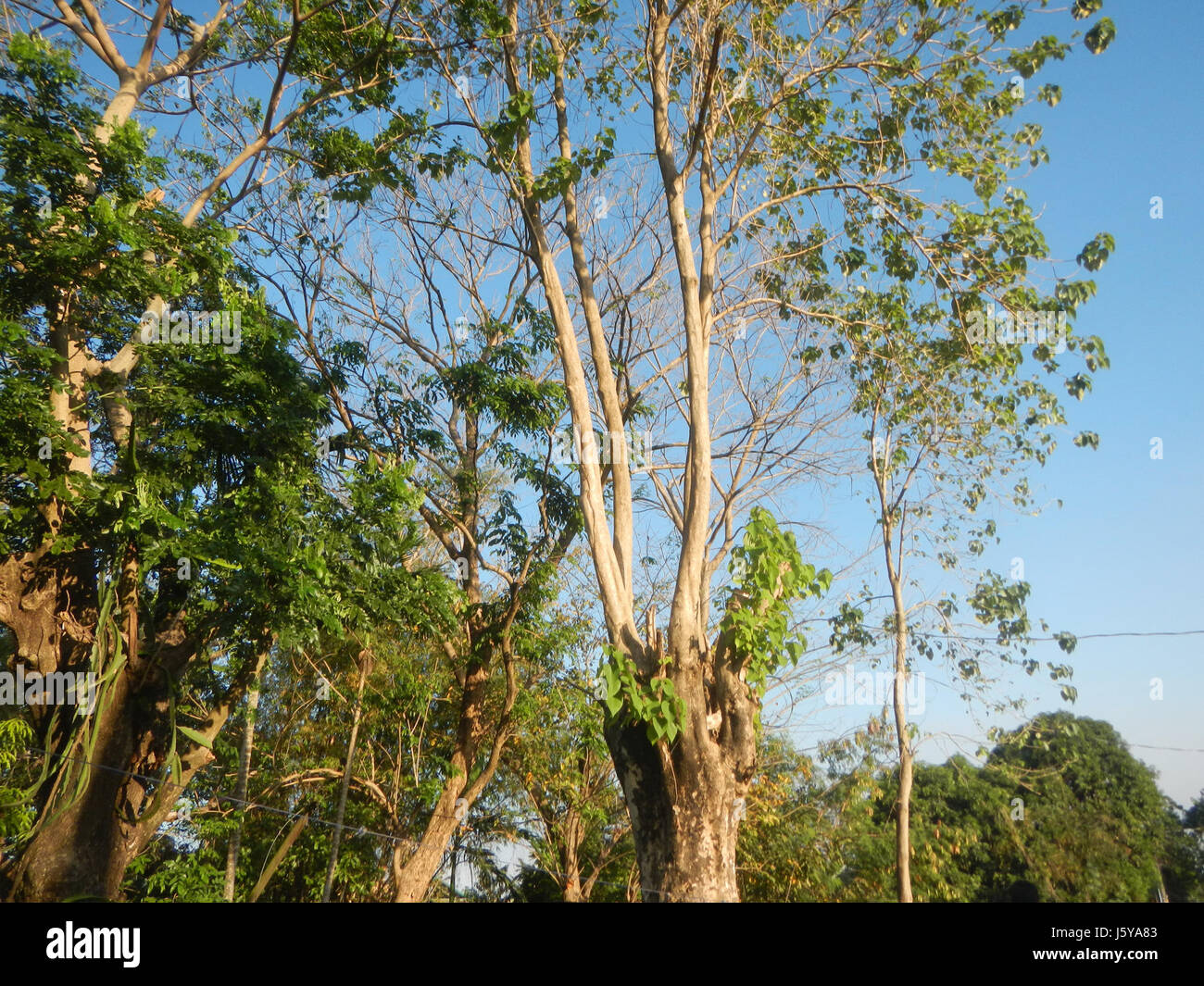 The image shows a rural scene in Guiguinto, Bulacan, featuring paddy ...