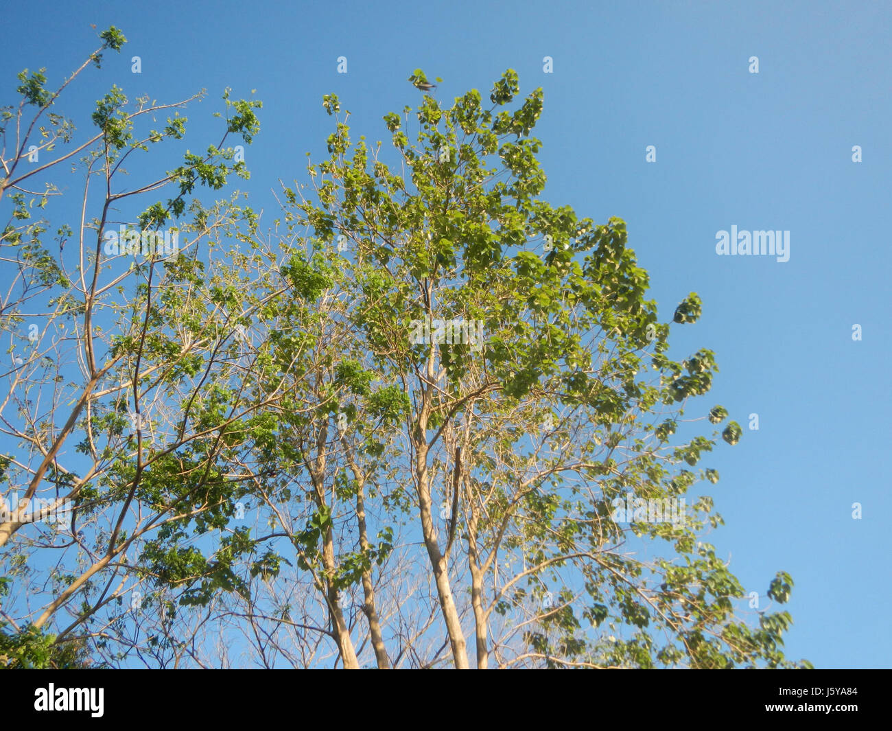 The paddy fields in Daungan, Guiguinto, Bulacan, showcase the ...
