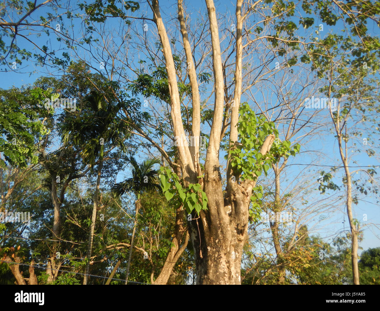 '0077 Paddy Fields Trees Daungan Guiguinto Bulacan Farm Market Road 03 ...