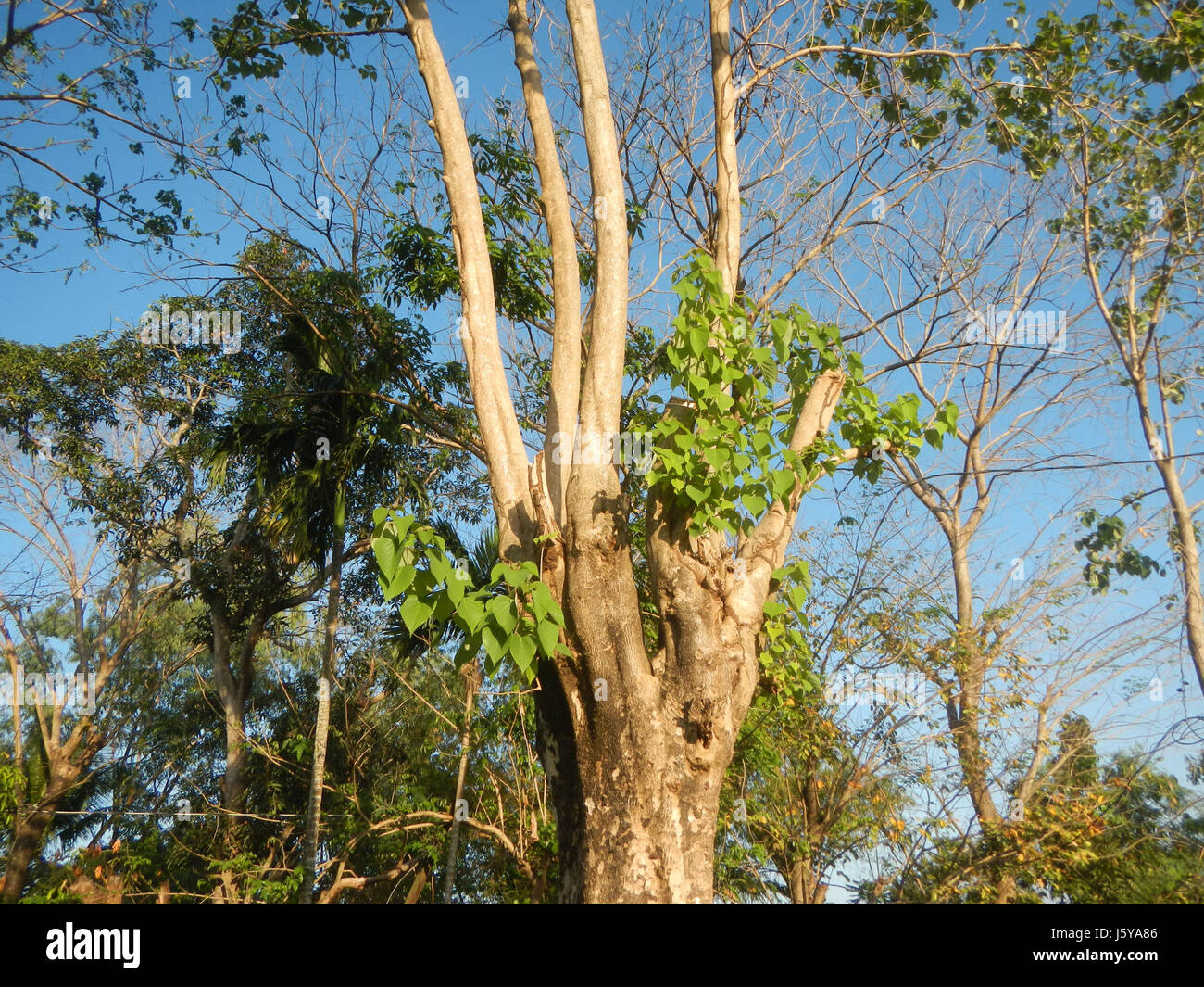 The paddy fields and trees in Daungan, Guiguinto, Bulacan, reflect the ...