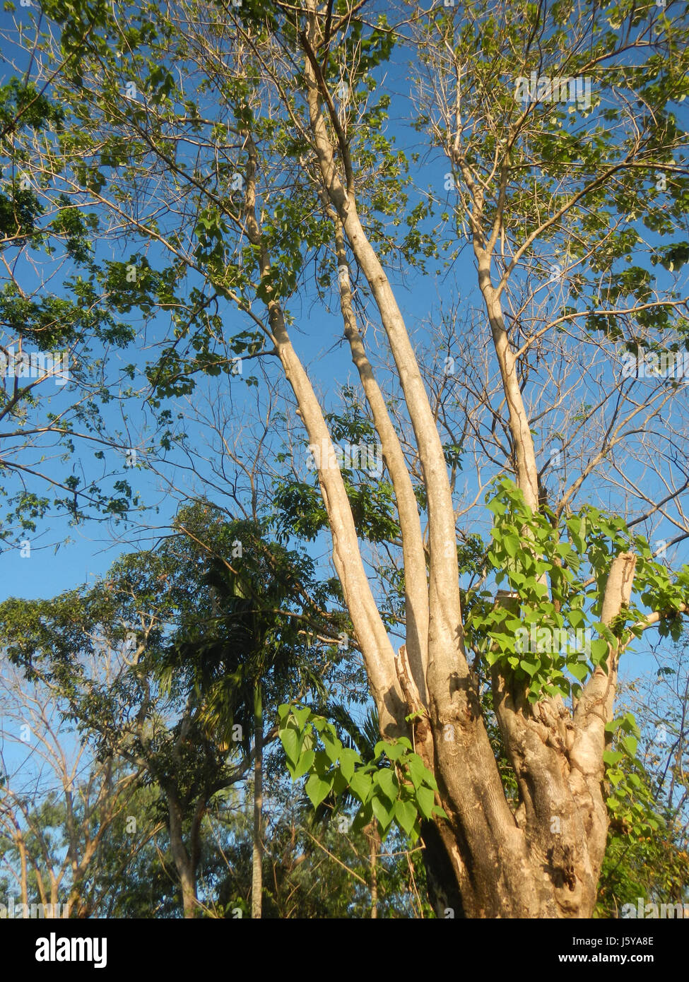 0077 Paddy fields Trees Daungan Guiguinto Bulacan Farm Market Road 07 ...