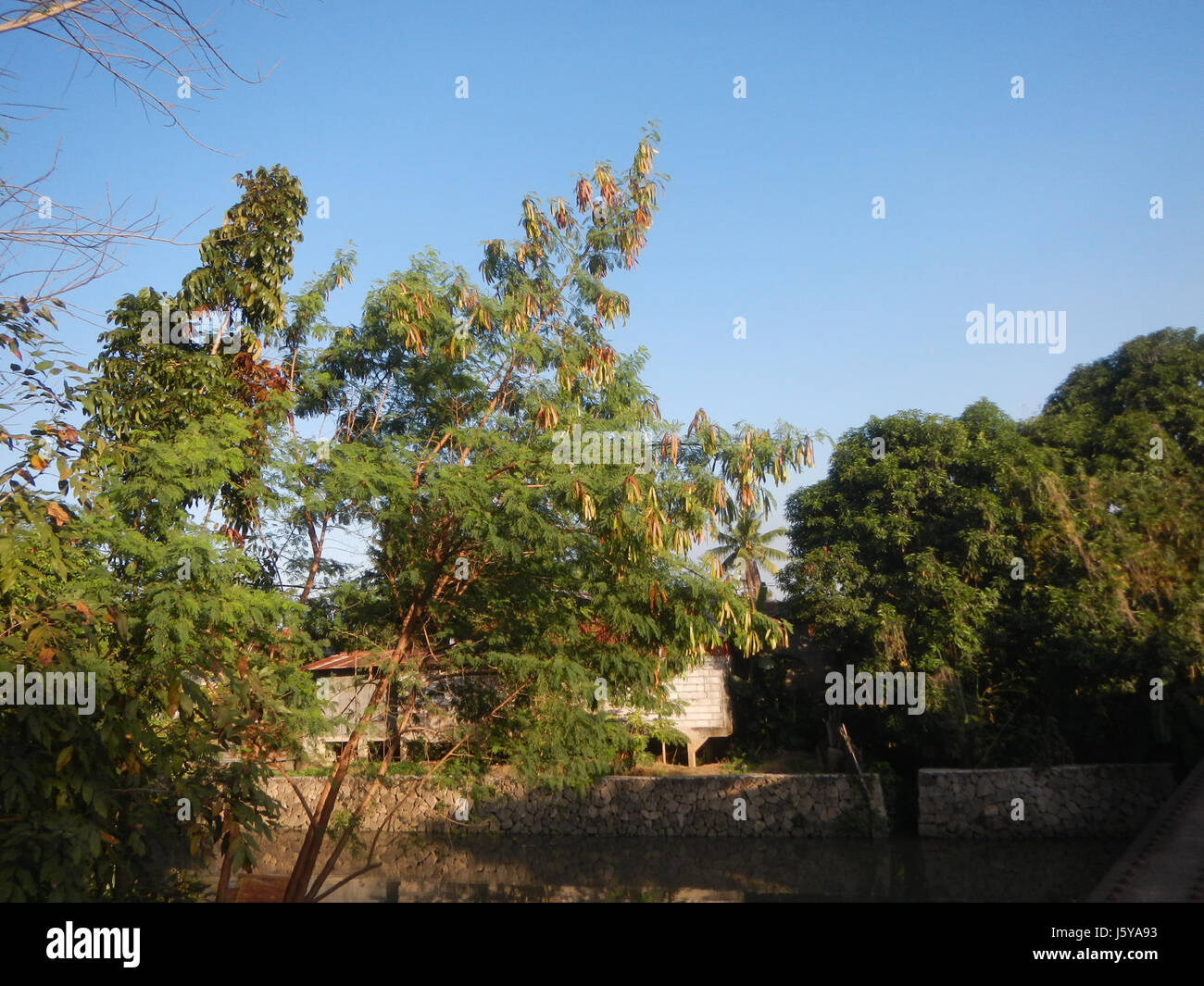 0077 Paddy fields Trees Daungan Guiguinto Bulacan Farm Market Road 21 ...