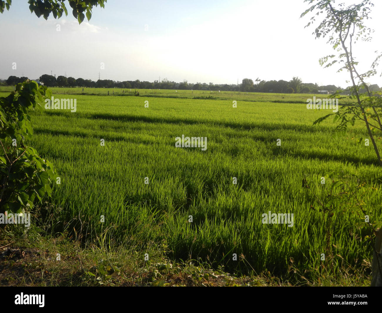 The 'Daungan Tiaong Villages Guiguinto, Bulacan 04' refers to a ...