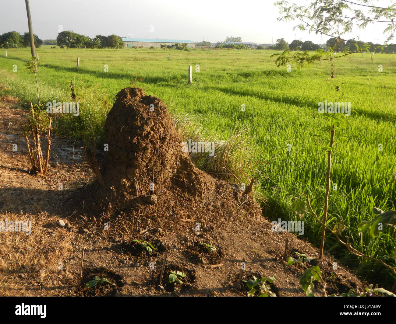 0206 Daungan Tiaong Villages Guiguinto, Bulacan 15 Stock Photo - Alamy