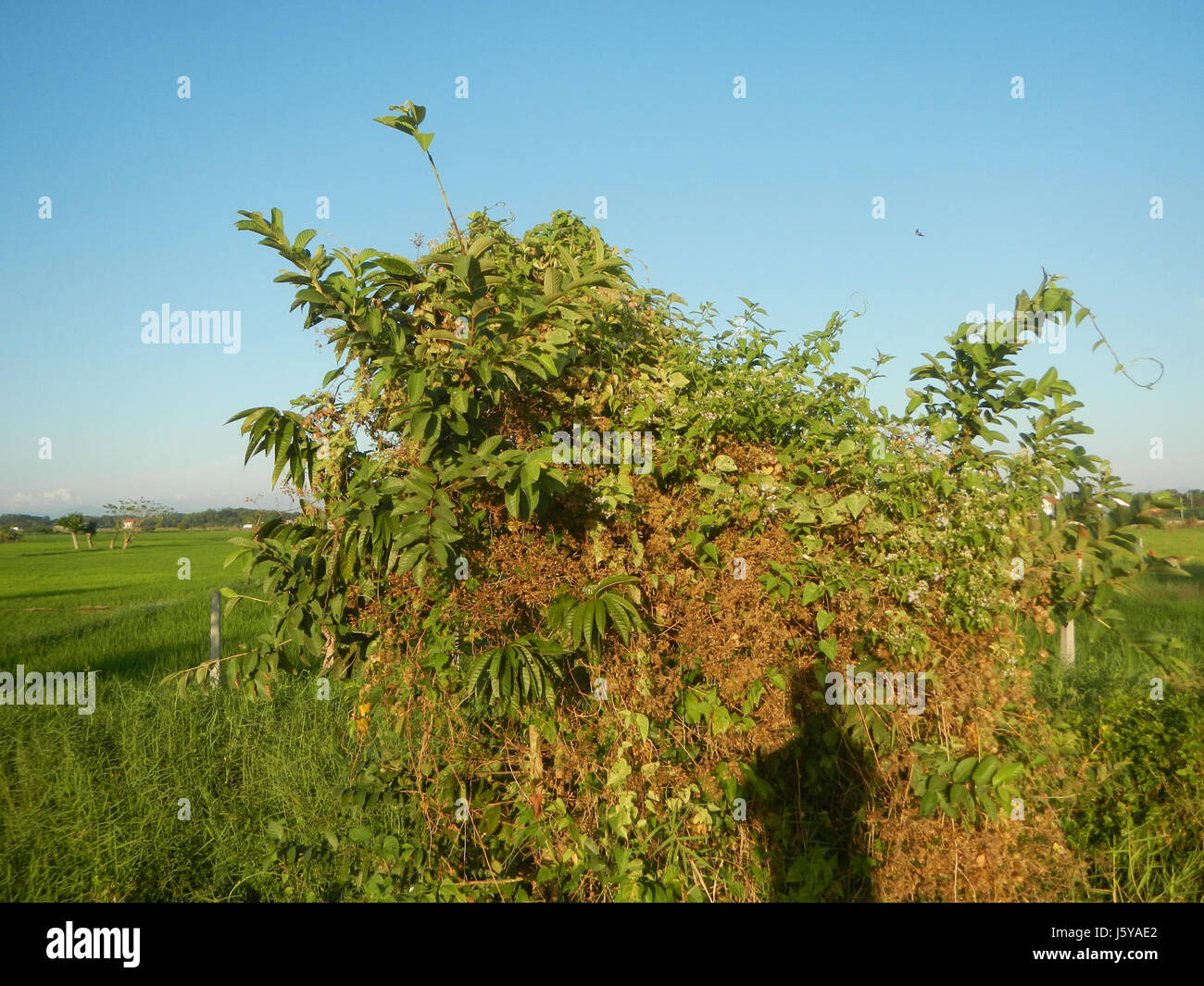0256 Daungan Tiaong Villages Guiguinto, Bulacan 29 Stock Photo - Alamy