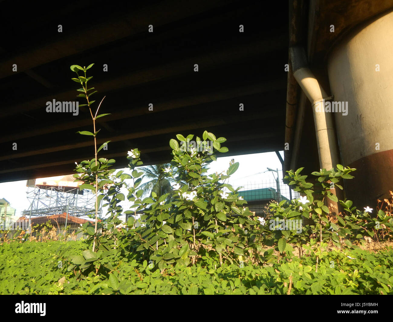 The Circumferential Road 12, also known as Pasig Boulevard Flyover, is ...