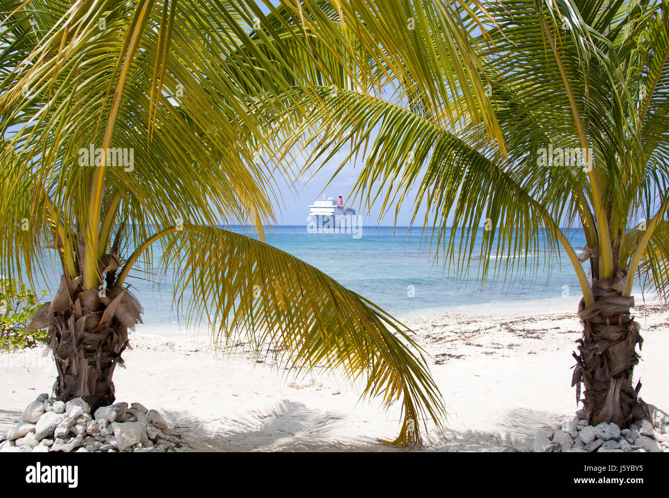Palm Trees on Seven Mile Beach on Grand Cayman island (Cayman Islands ...