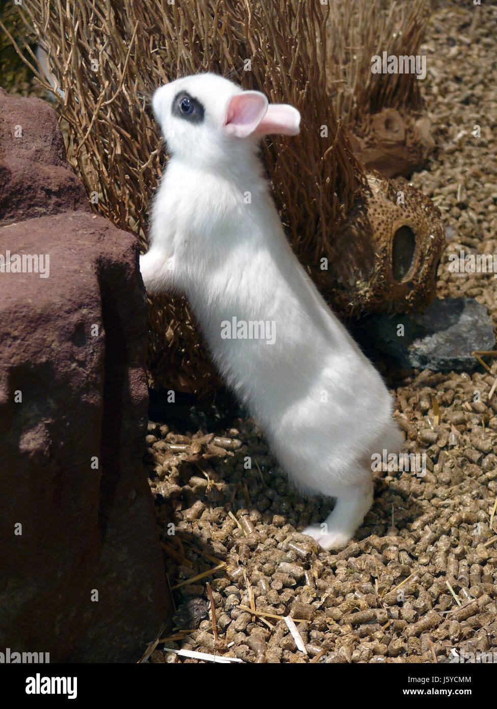 Puschig hi-res stock photography and images - Alamy