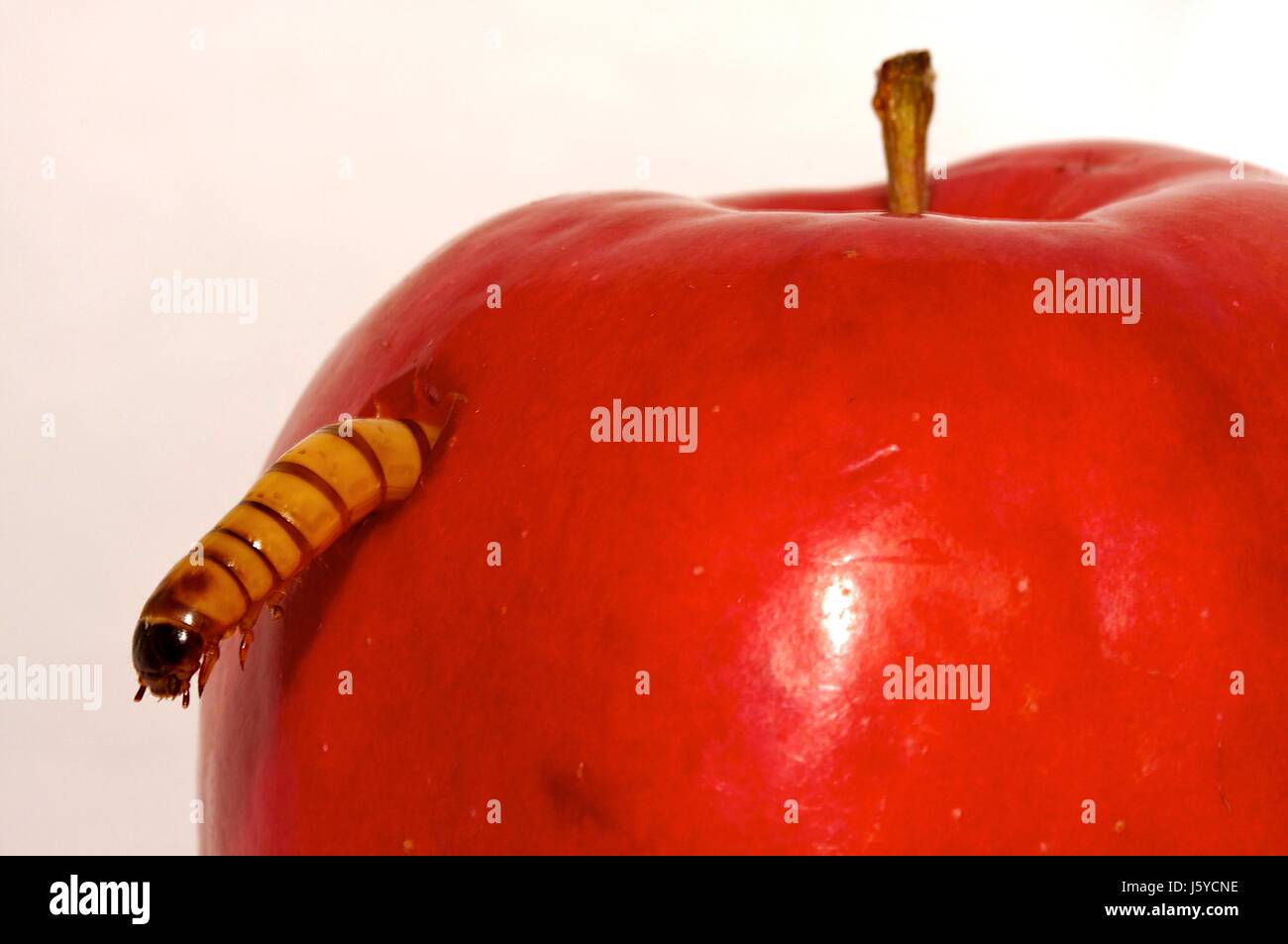 fruit apples apple vermin wormy red worm fruit apples apple vermin ...
