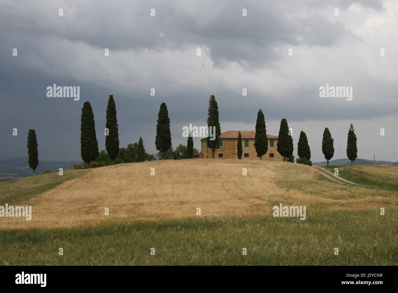 bucolic tree tuscany thunderstorm thundreous cypresses grain field ...