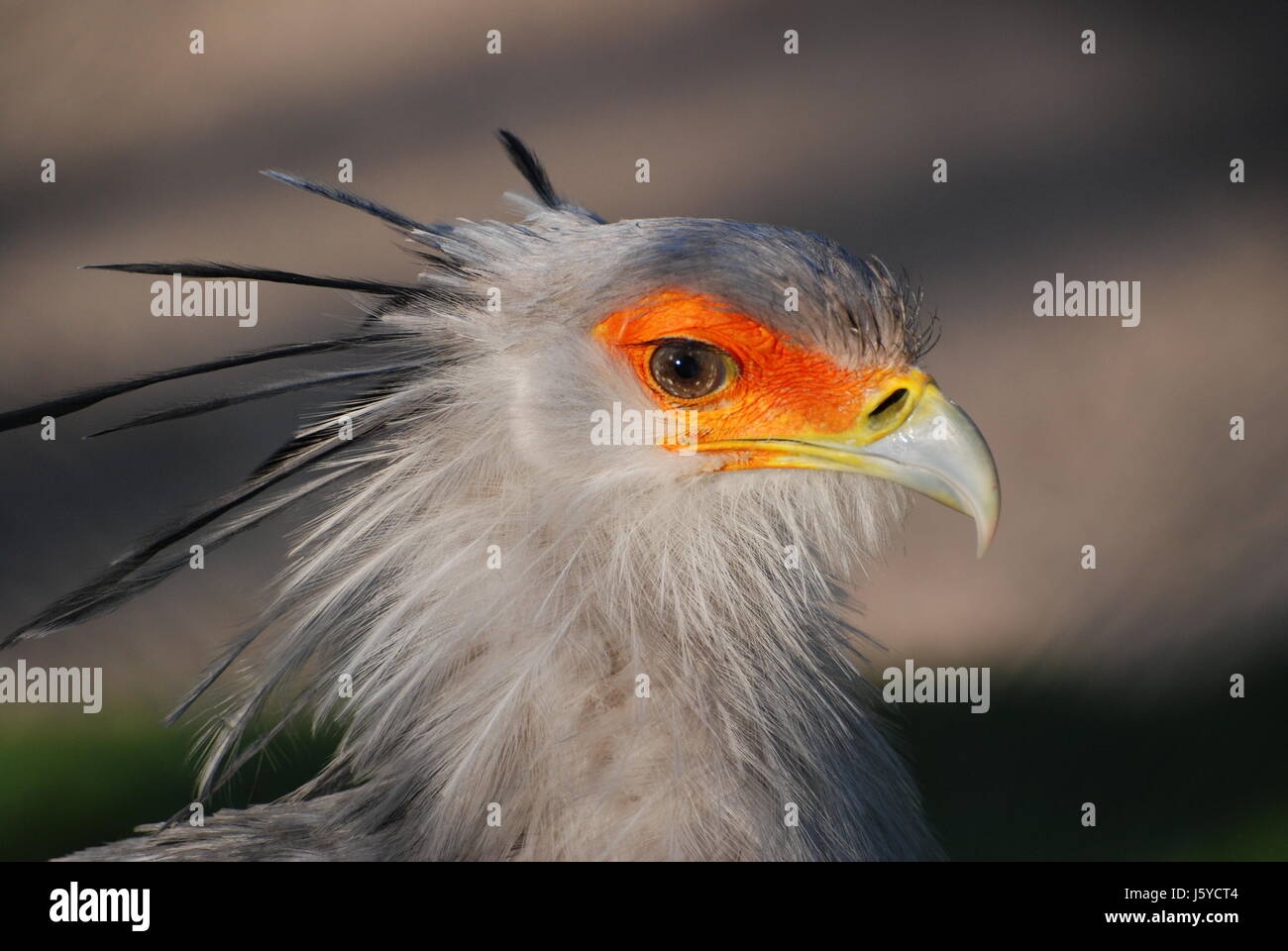 secretary bird portrait Stock Photo - Alamy