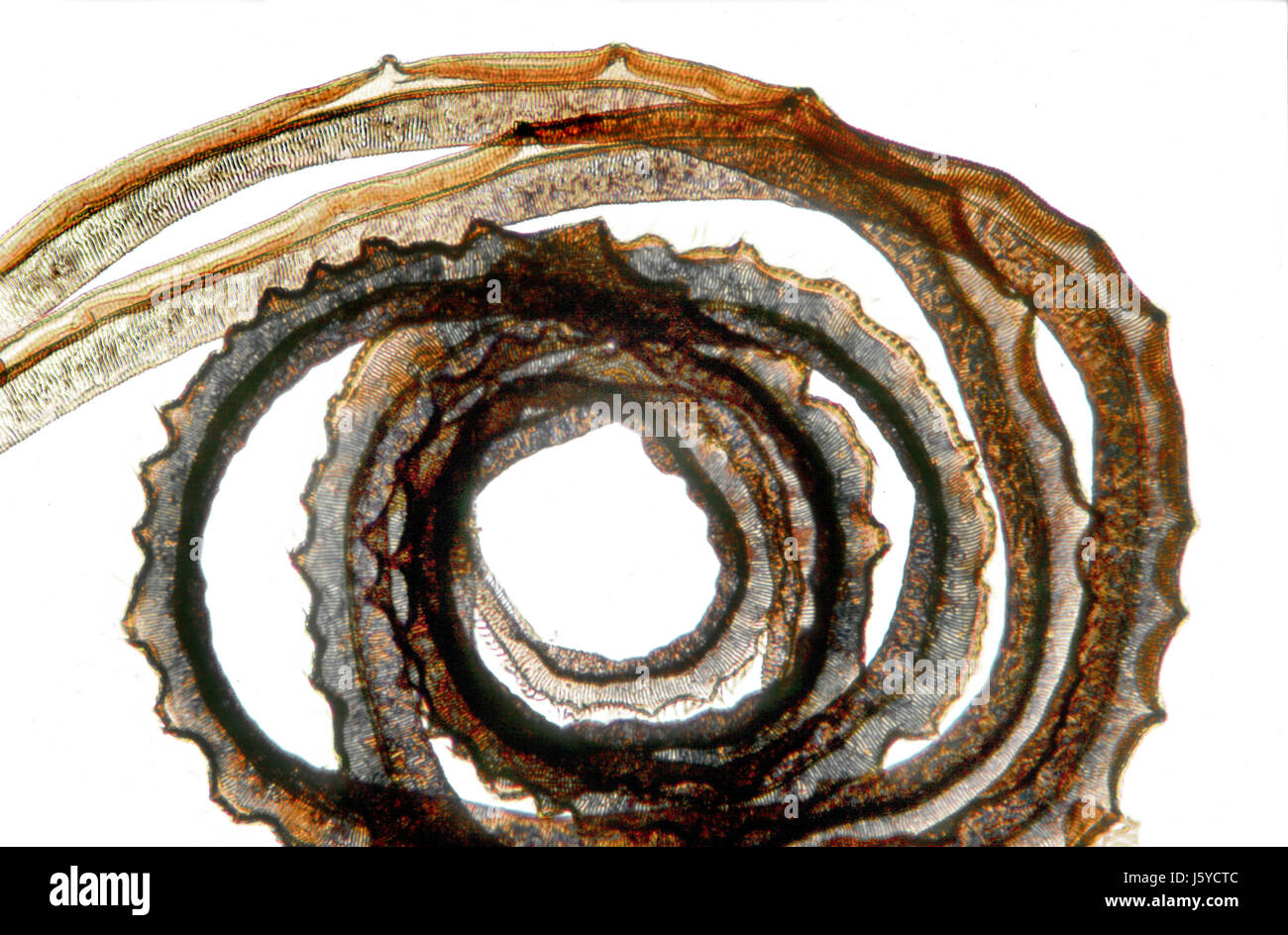 insect butterfly proboscis bionics microscope microscopic honey ...