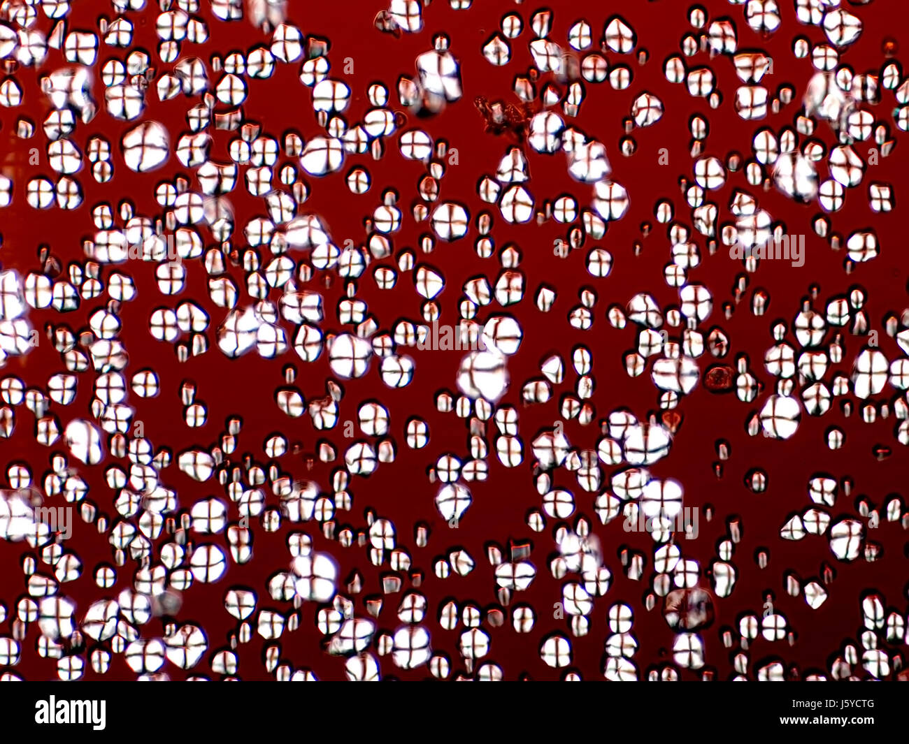 cornstarch under the microscope Stock Photo - Alamy