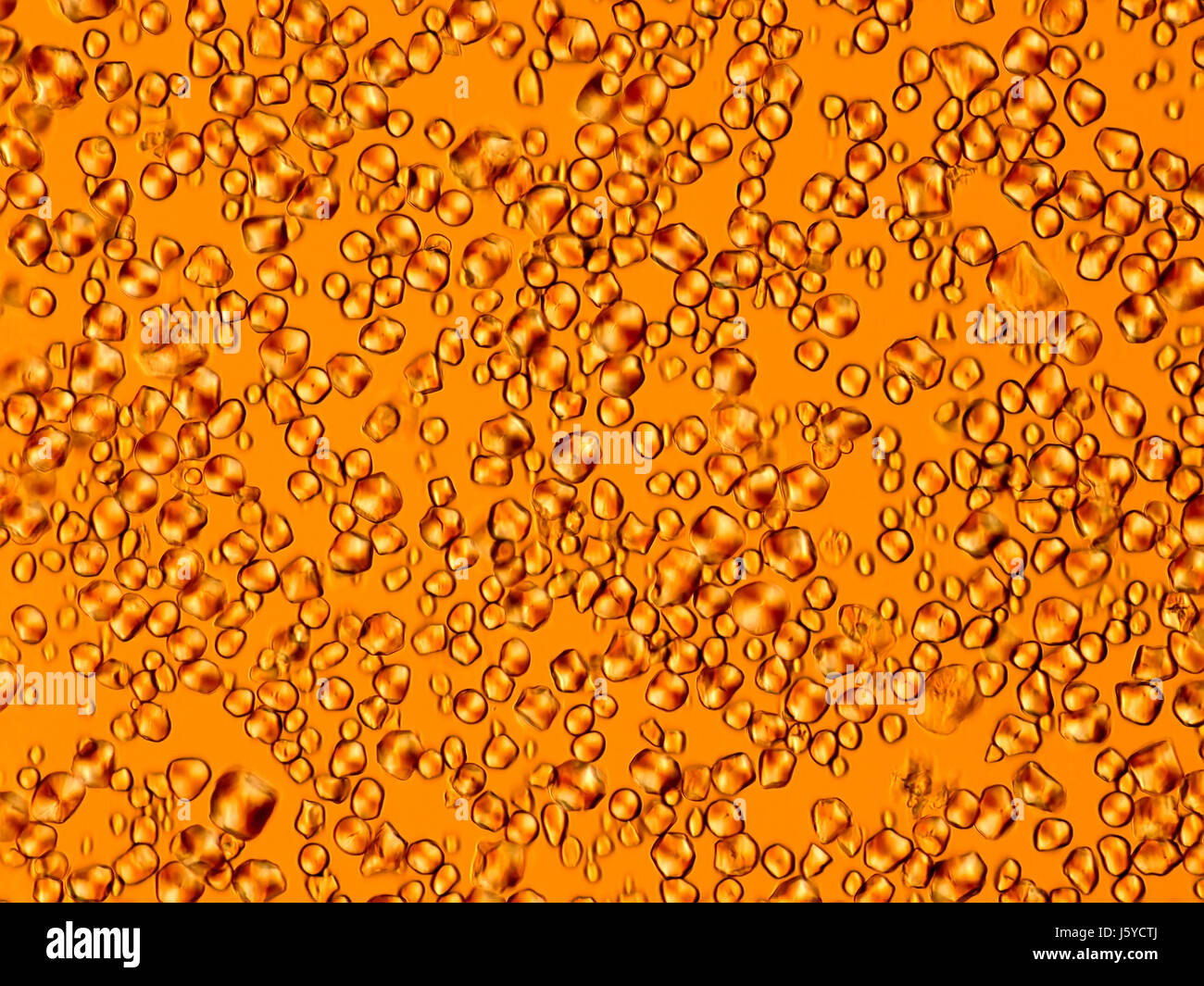 Sugar microscope hi-res stock photography and images - Alamy
