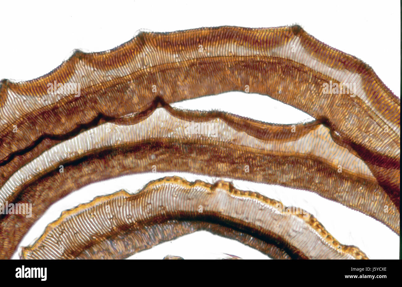 insect butterfly proboscis bionics microscope microscopic honey ...