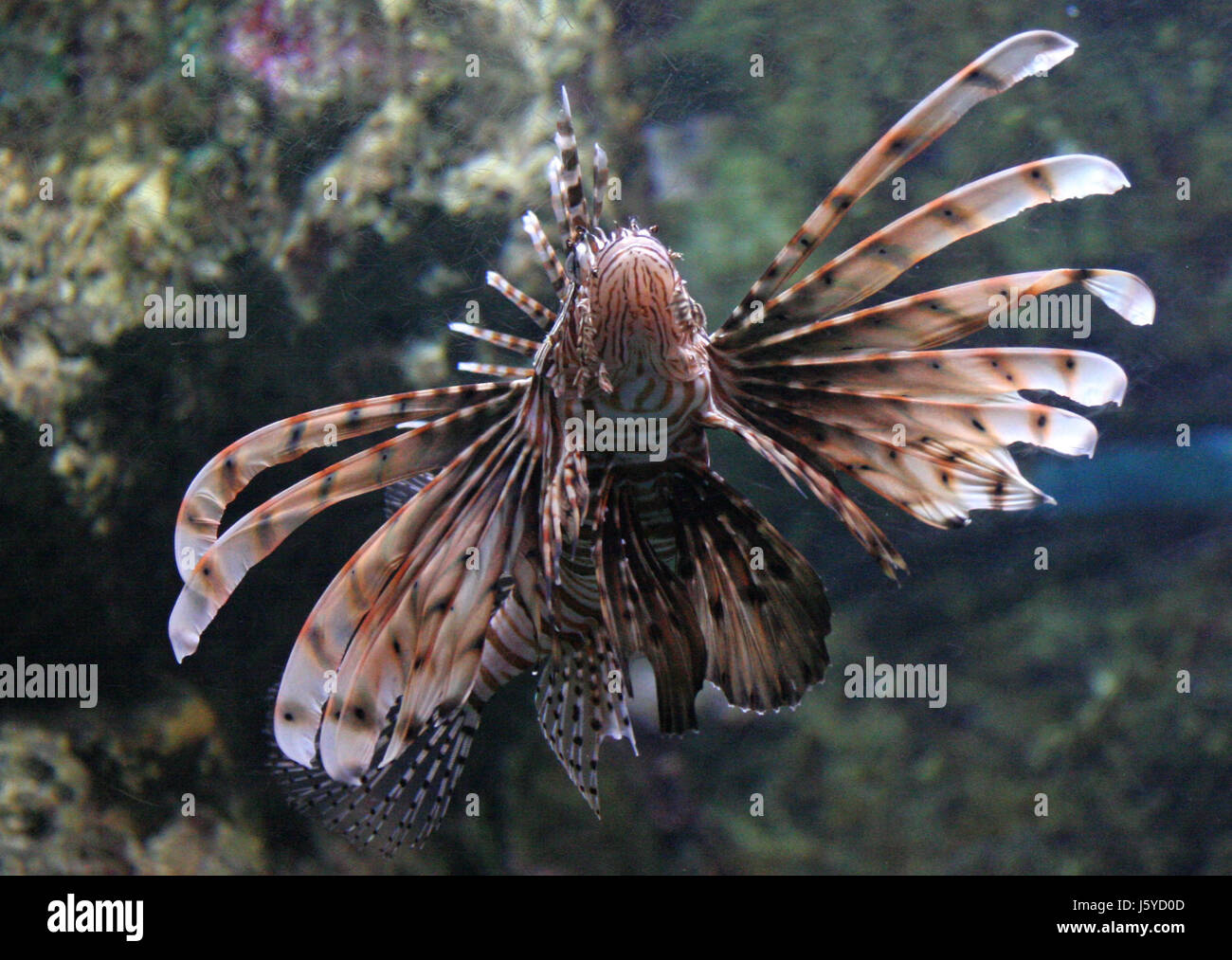 pacific salt water sea ocean water red pacific salt water sea ocean ...