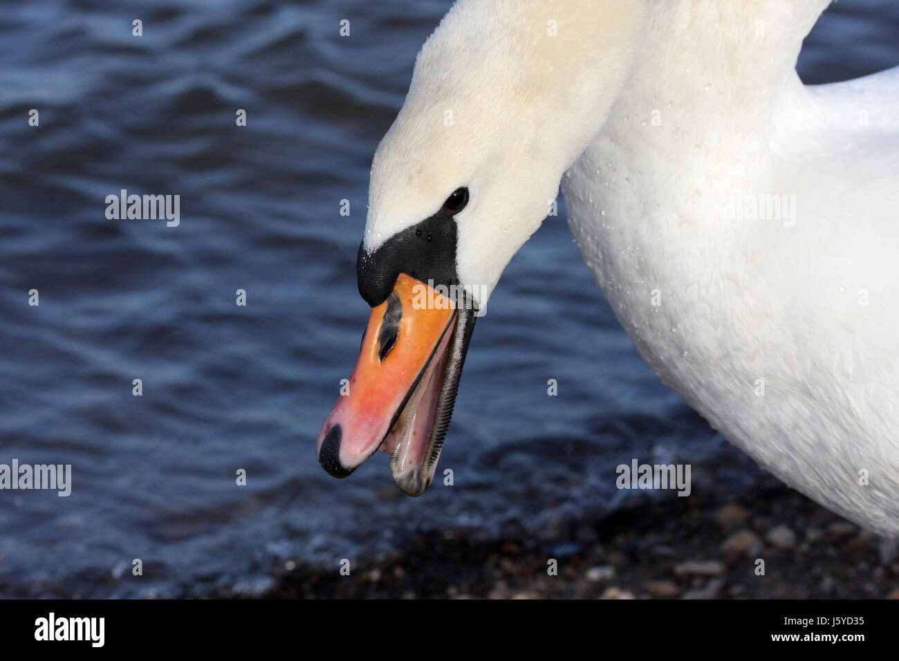bird birds beak majestic beaks head blue blank european caucasian beak ...