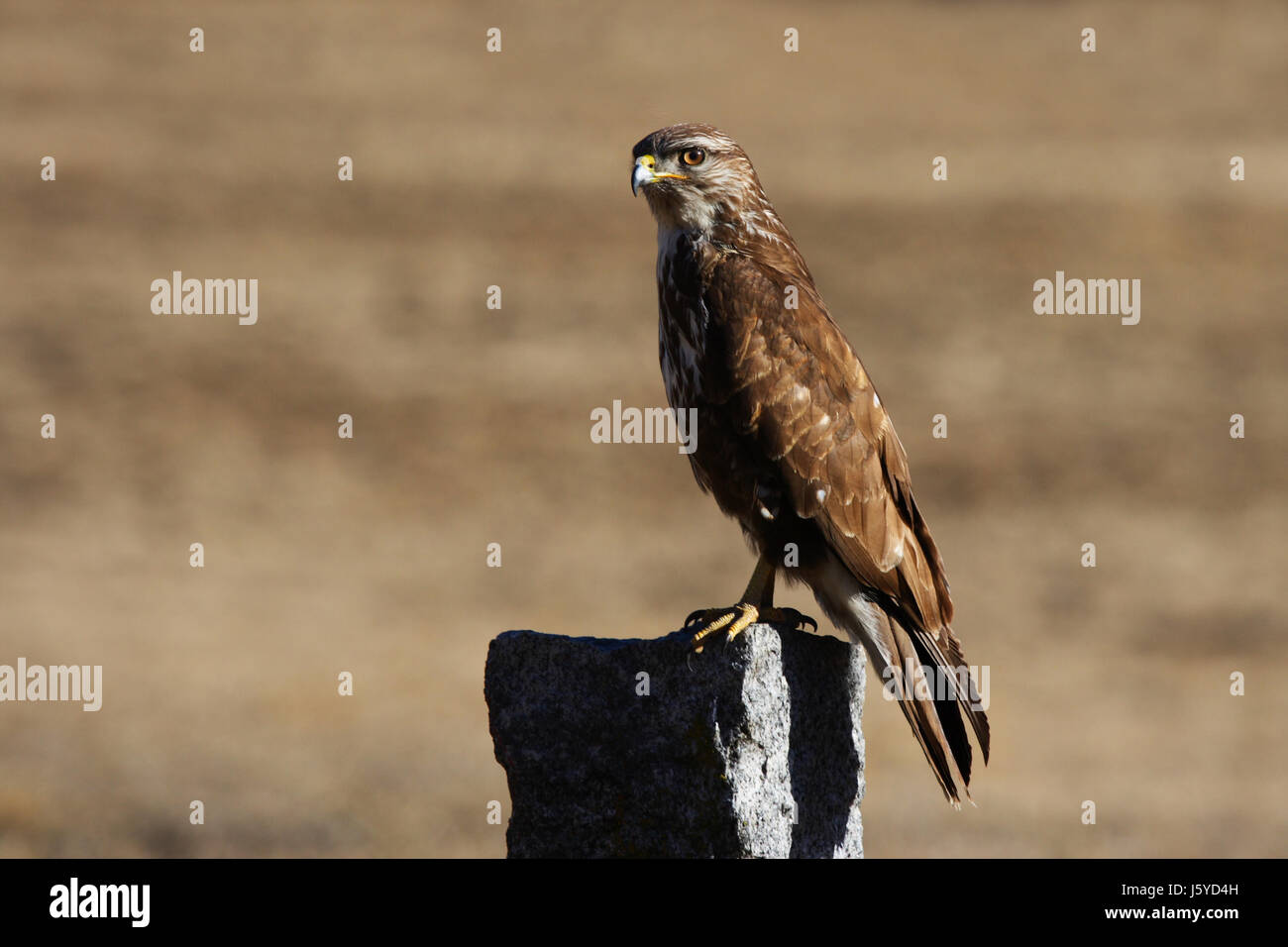 falcon eagle buzzard hawk bird hunter birds falcon raptor wildlife ...