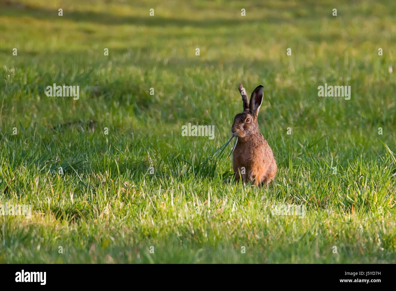 mammal wild skin easter hare biotop easter-bunny nature mammal wild ...