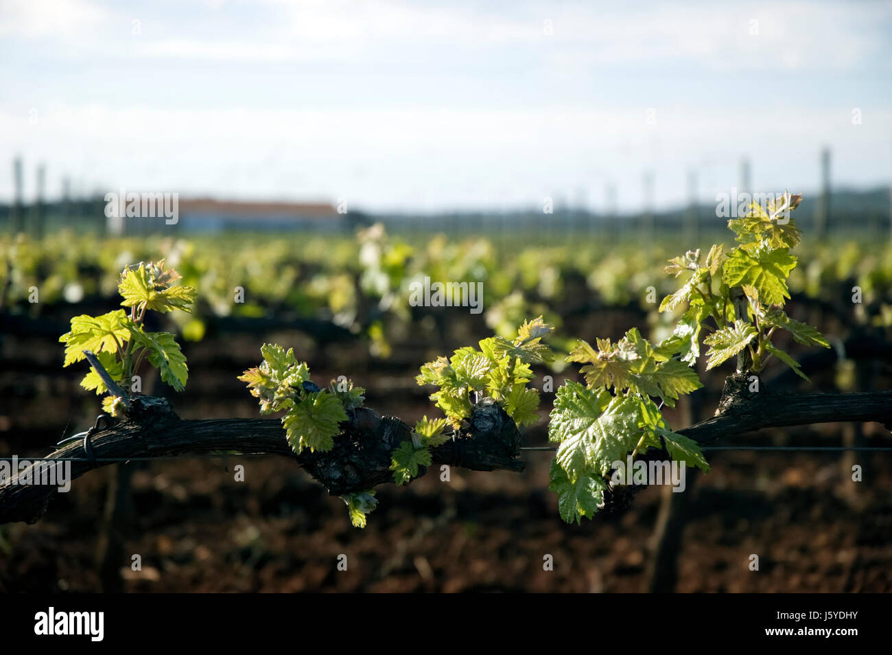 Sprouting vines of vine hi-res stock photography and images - Alamy