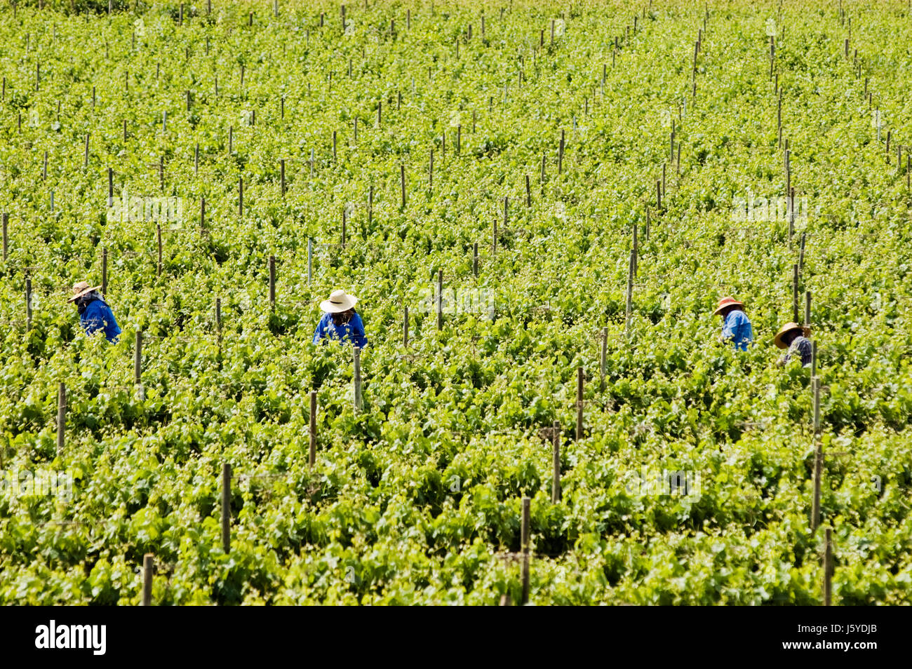 agriculture farming vineyard farm crops wineyard lawn green pick humans ...