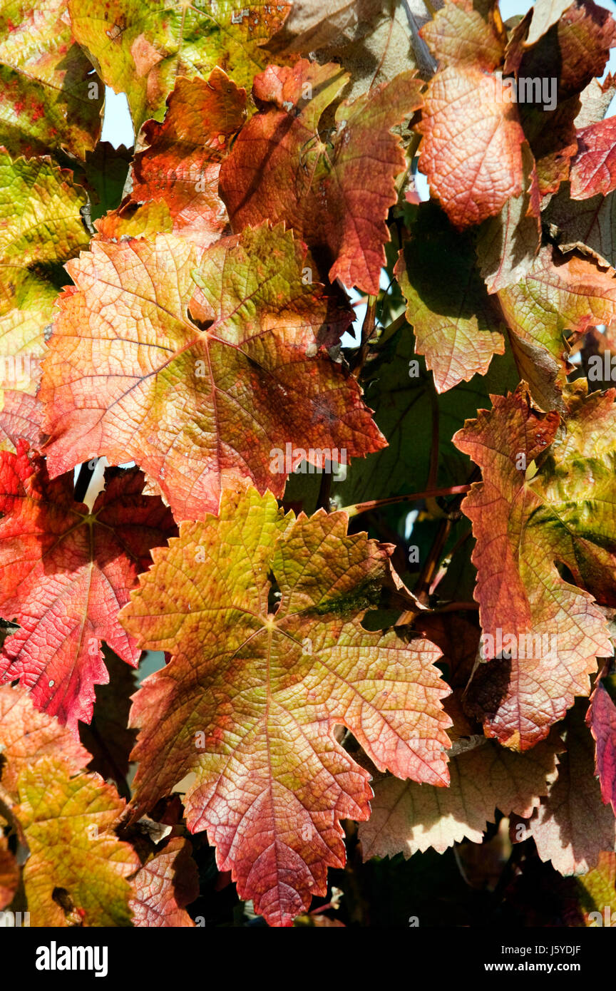 leaf closeup leaves leafy color paint foliage fall autumn leaf colour ...