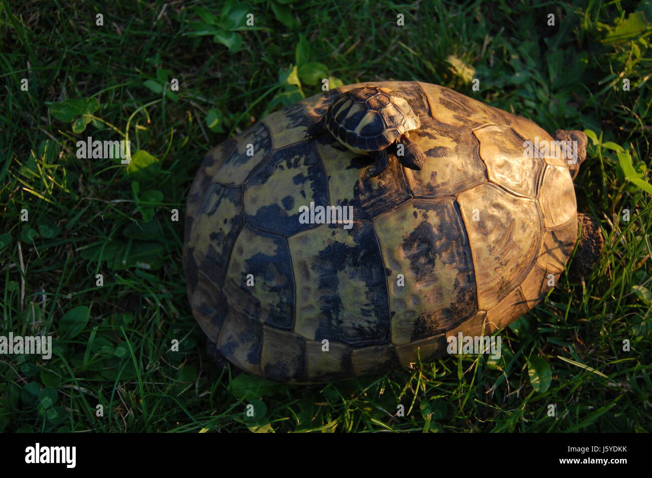 offspring tortoise greek turtle greek tortoise breeder turtle ...